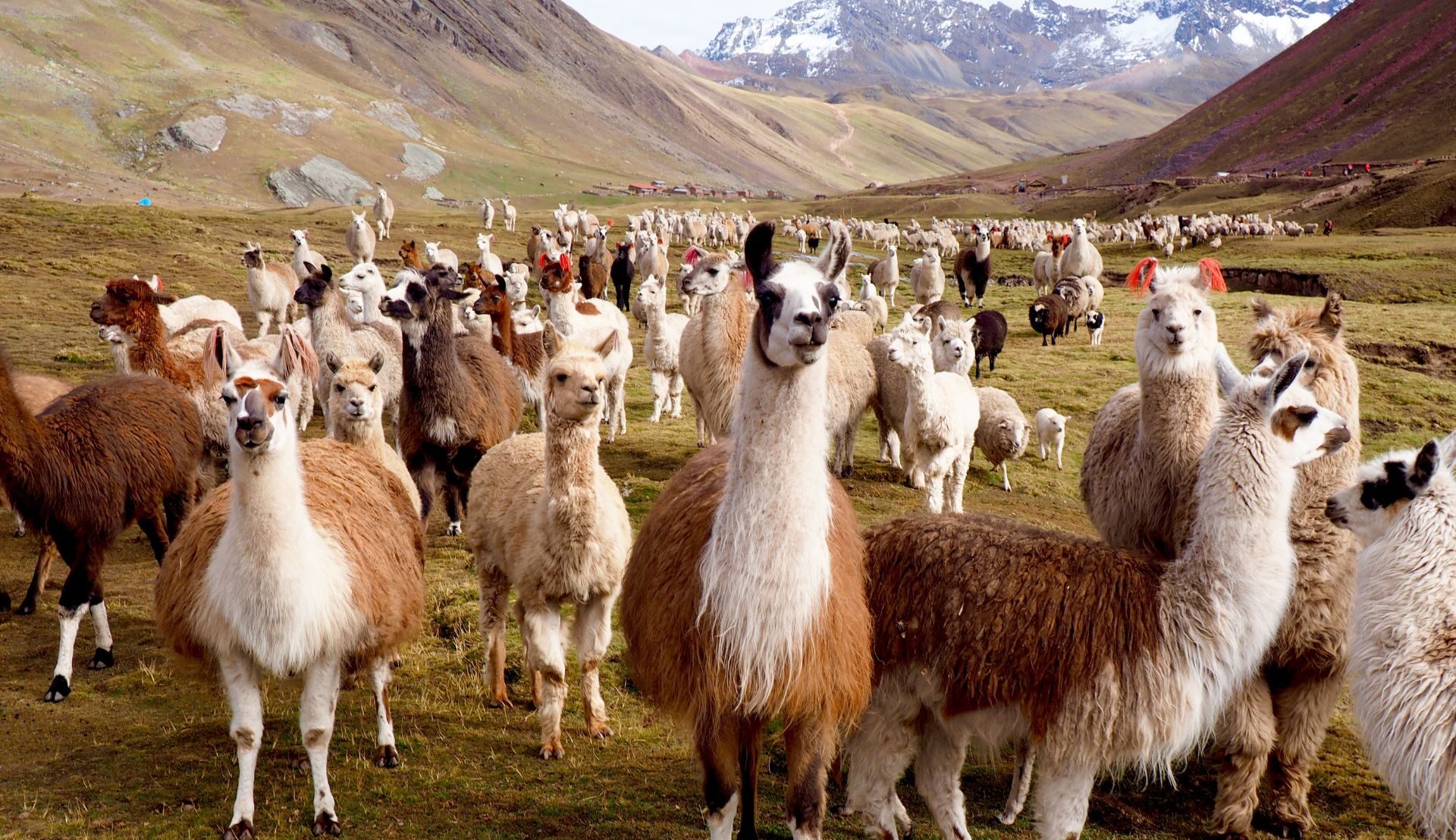 Lama- und Alpaka-Trekking – Ein tierisches Rahmenprogramm ...